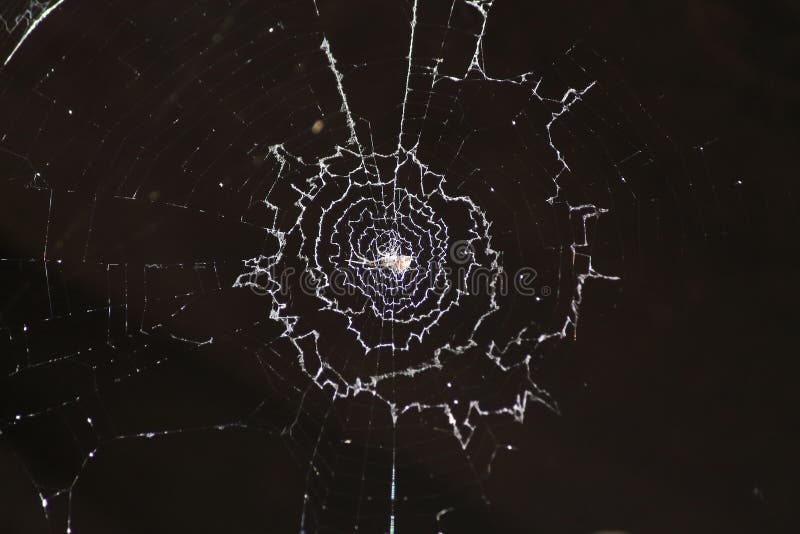 Spider Web in Dark Background Stock Image - Image of weaving, spider ...