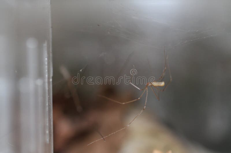 Spider Web in Dark in Nature in Close Up Garden Stock Image - Image of ...