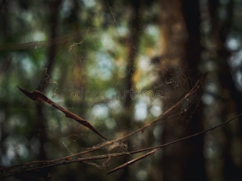 Spider Web on Dry Tree Branch Stock Image - Image of arachnid, cobweb ...