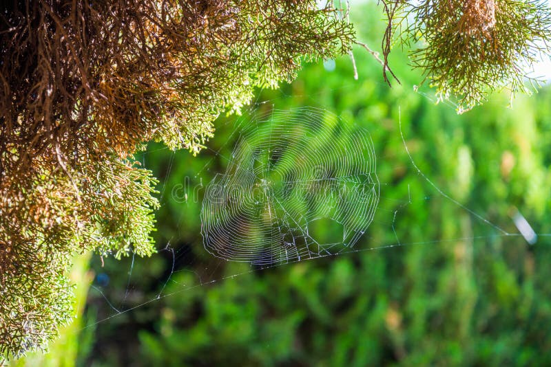 Spider web stock photo. Image of natural, concept, orange - 37275962