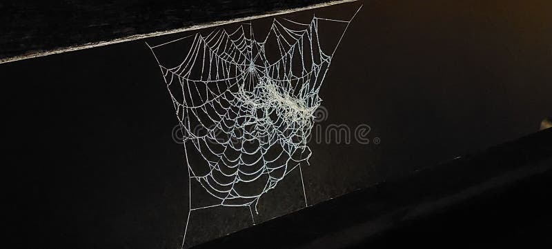Spider Web Delicately Draped on the Corner of a Wall Stock Illustration ...
