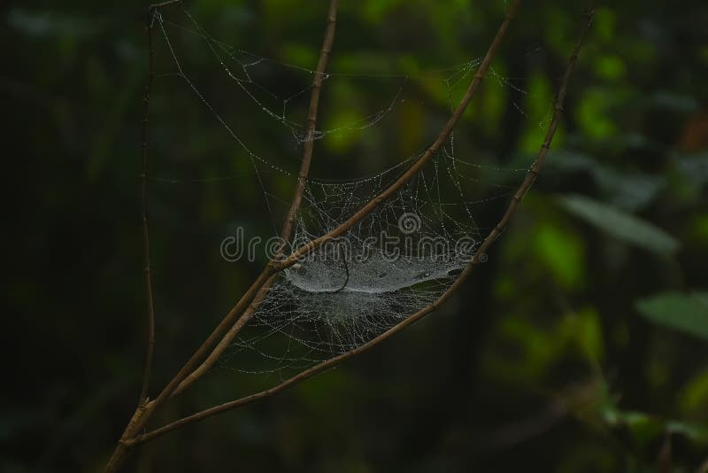 Spider Web Details and Natural Colors Stock Image - Image of abstract ...