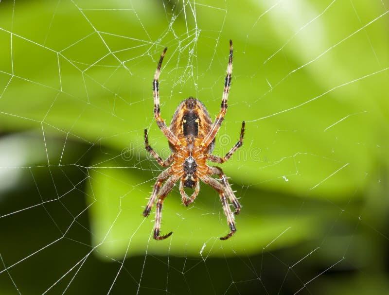 Spider in the web stock photo. Image of animal, macro - 94893400
