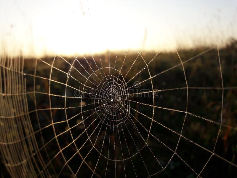 Spider web stock photo. Image of grass, insect, backgrounds - 129651428