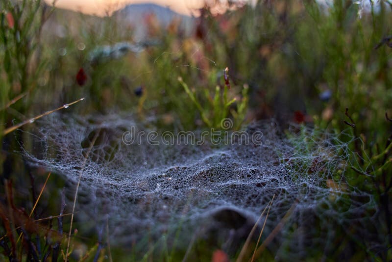 Spider Web with Dew on Blueberry Bush Stock Image - Image of berry ...