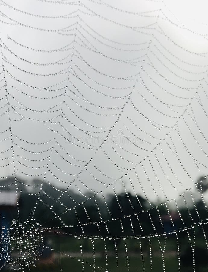 Spider web with dew stock image. Image of pattern, invertebrate - 256186995
