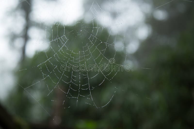 Spider web and dew drop. stock image. Image of spider - 43536025