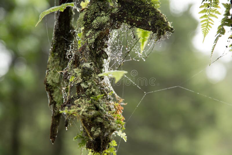 Spider web and dew drop. stock image. Image of decoration - 43572367