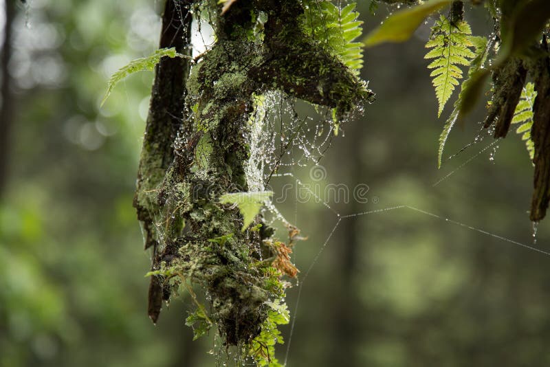Spider web and dew drop. stock photo. Image of forest - 43572432