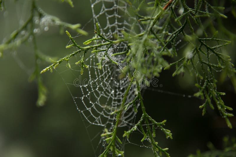 Spider web and dew drop. stock image. Image of fern, forest - 43572723