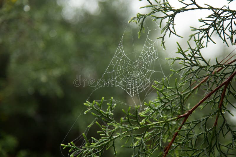 Spider web and dew drop. stock image. Image of forest - 43572981