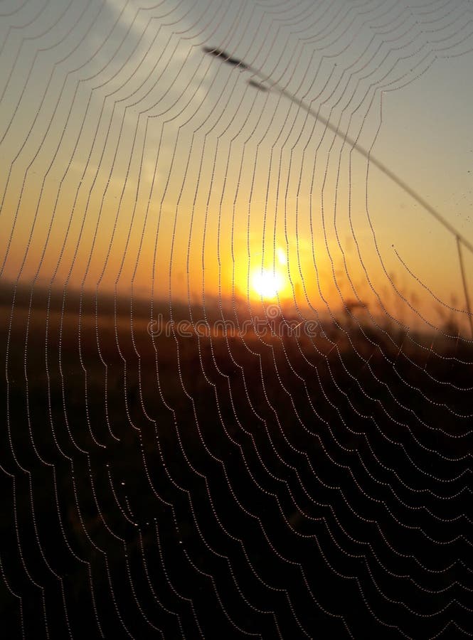 Spider web stock image. Image of sunlight, sunset, evening - 243476703
