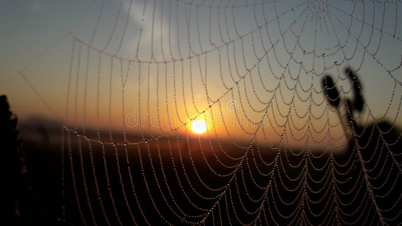 Spider web stock photo. Image of morning, dusk, reflection - 243476668