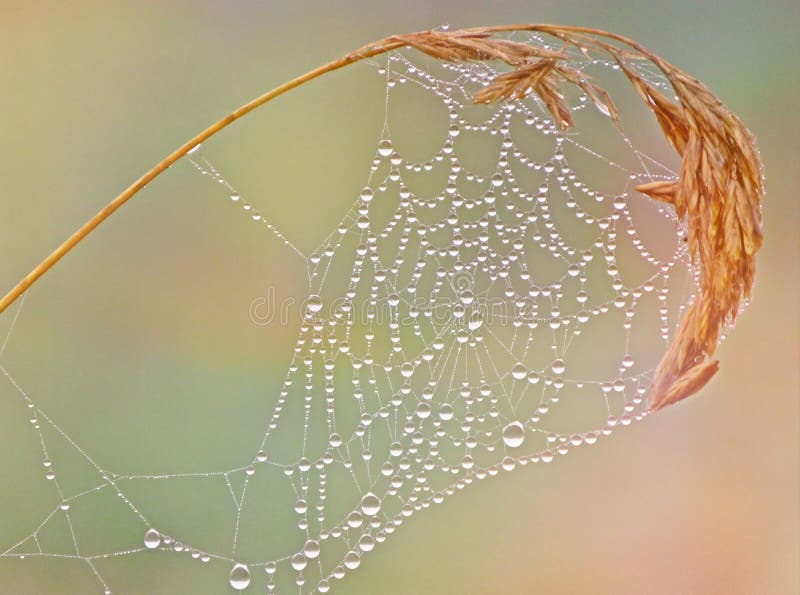 Spider Web With Dew Drops Picture Image 87781323
