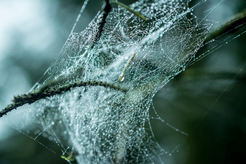 Spider Web with Dew Drops. Cobweb Close-up Stock Image - Image of ...