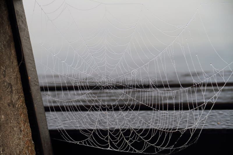 Spider Web with Dew Drops from Morning Fog Stock Image - Image of ...