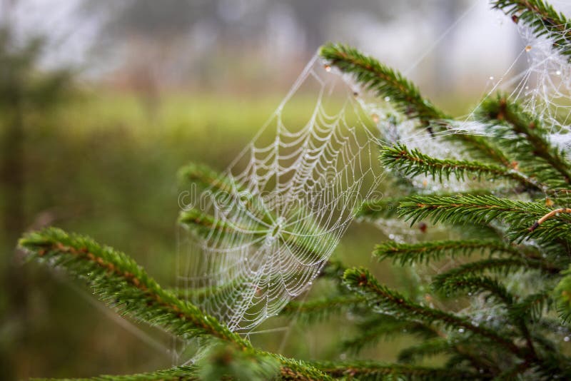 Spider Web in Dew Drops on a Spruce Branch Stock Image - Image of tree ...