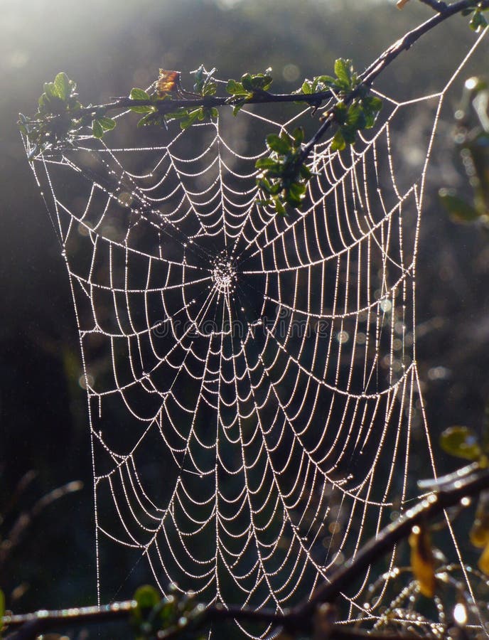 Spider Web in Dew and Sun Rays Stock Image - Image of backgrounds ...