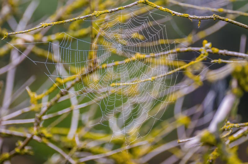 A Spider Web with Dewdrops on a Meadow in Summer Stock Photo - Image of ...