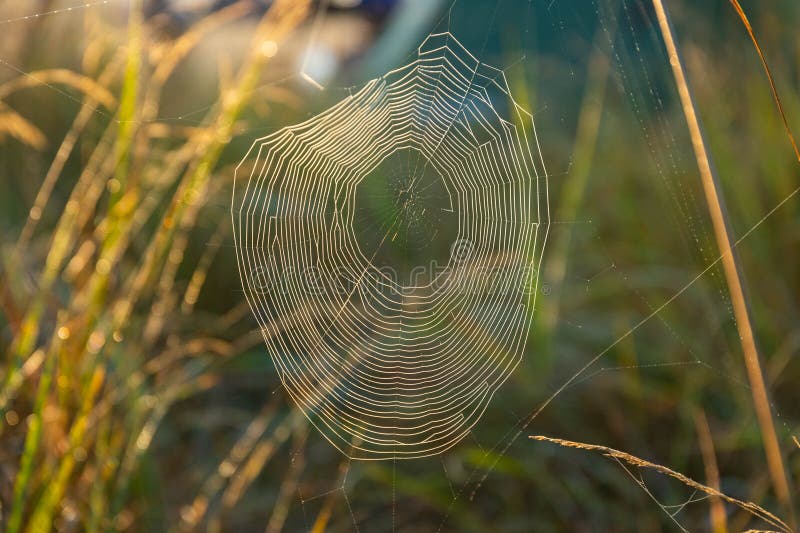 Spider Web with Dewdrops, Wounded by a Cold Misty Morning. Selective ...