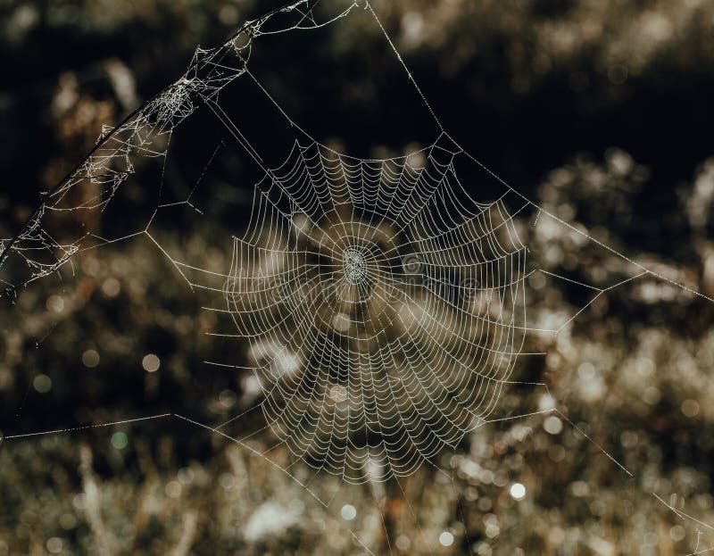 Spider Web with Diamond Drops Stock Photo - Image of weaving, forest ...