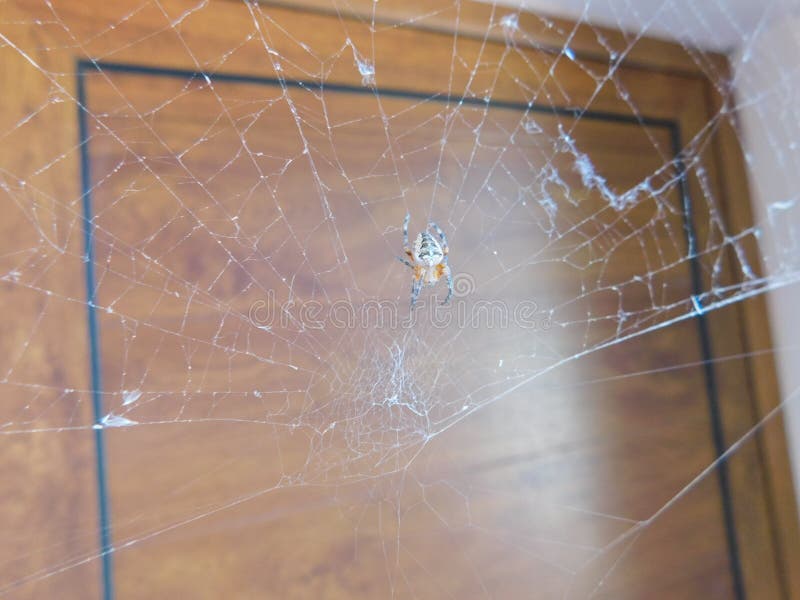 A Spider in a Web on the Door. Stock Photo - Image of spider, cobweb ...