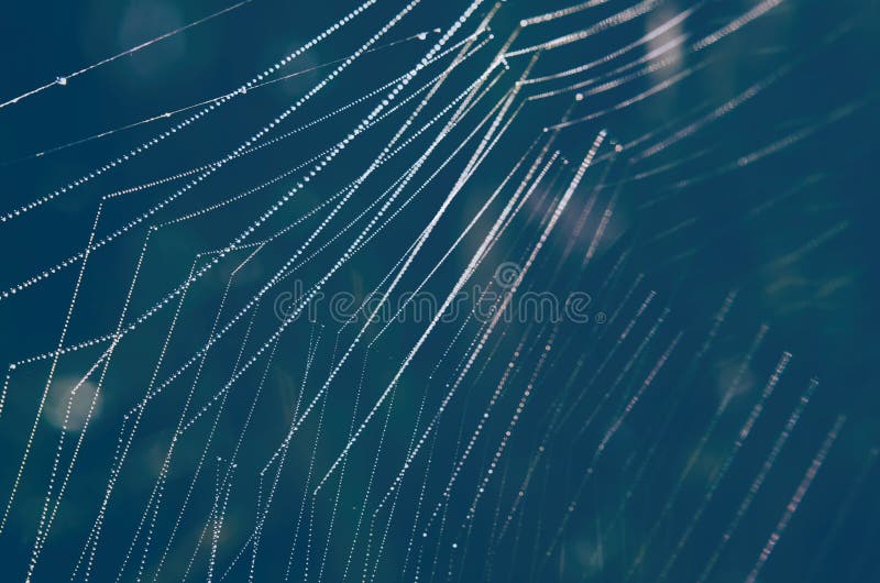 Spider Web. Double Exposure Concept. Stock Image - Image of creativity ...