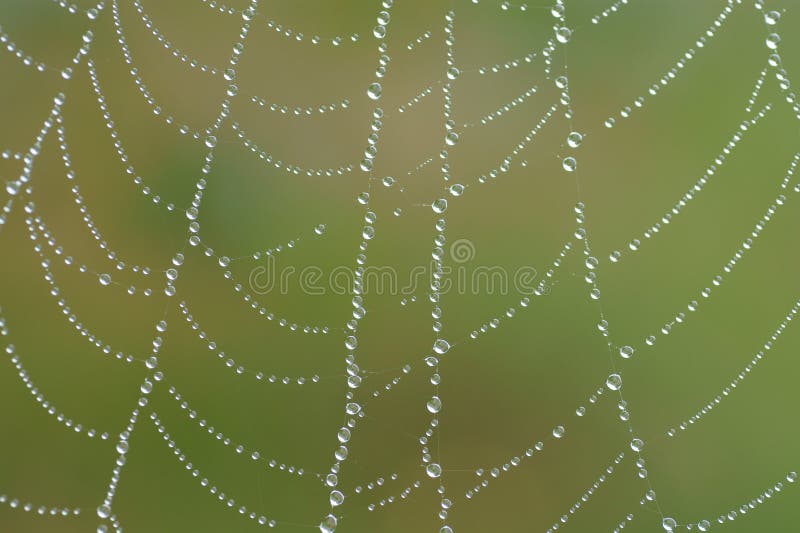Spider web and drop stock photo. Image of work, item, dribblet - 9765176
