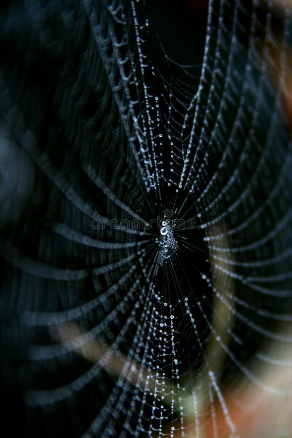 Spider Web and Drop in Morning Stock Image - Image of communication ...