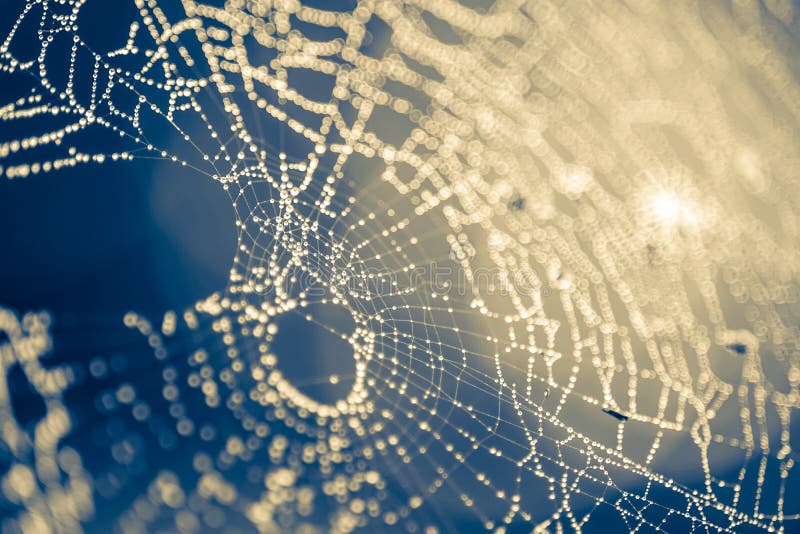 Spider Web in Droplets of Rain. Macro Image Stock Photo - Image of ...