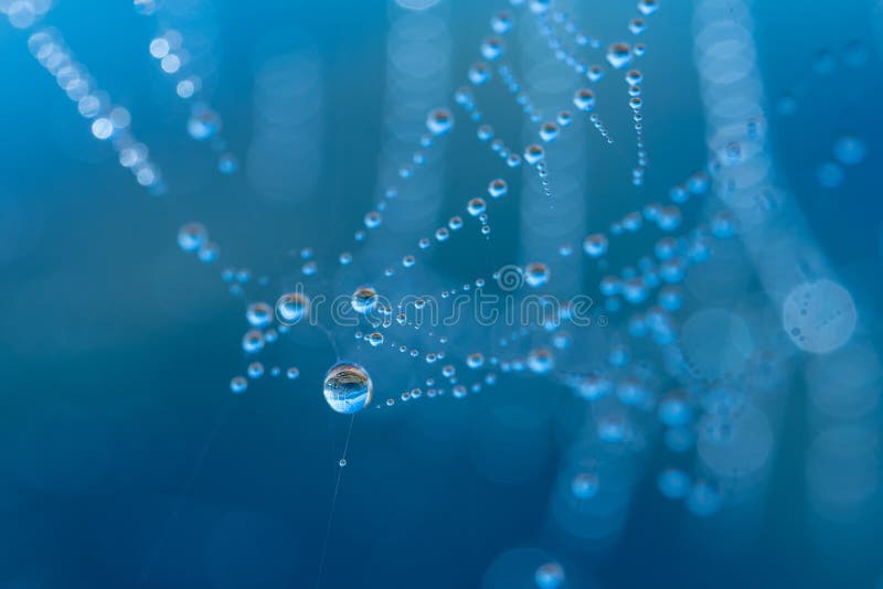 Spider Web with Drops of Water Stock Photo - Image of natural ...