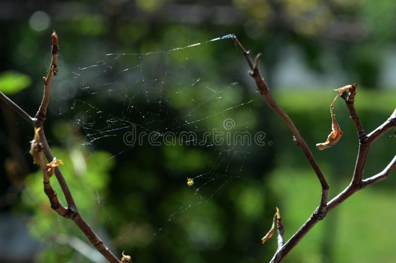 Spider Web and Spider on Dry Branches Stock Image - Image of spider ...
