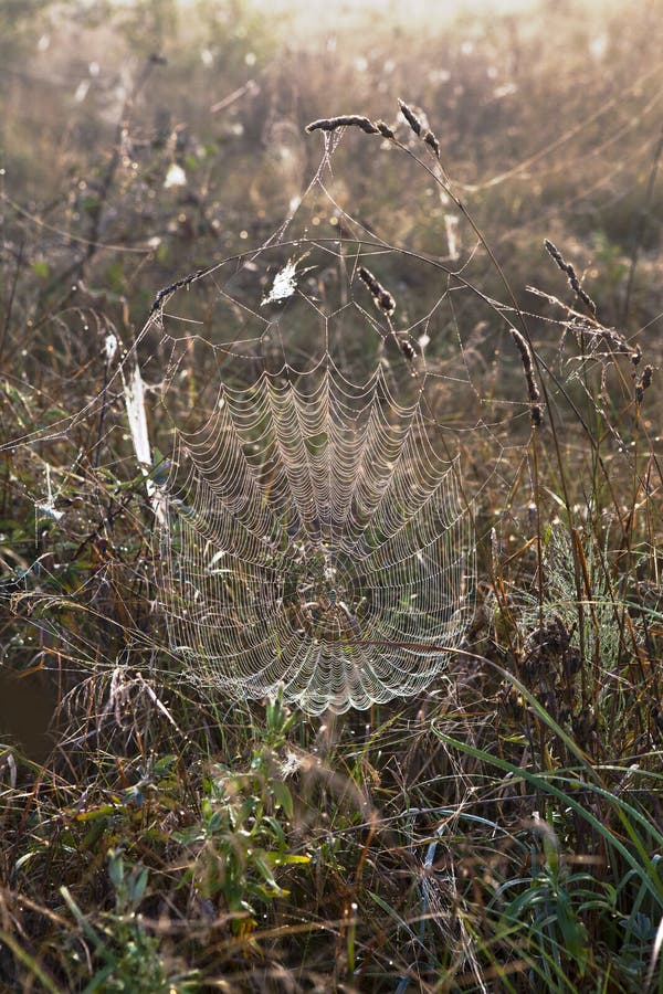 Spider web stock photo. Image of animals, cobweb, meadow - 50813242