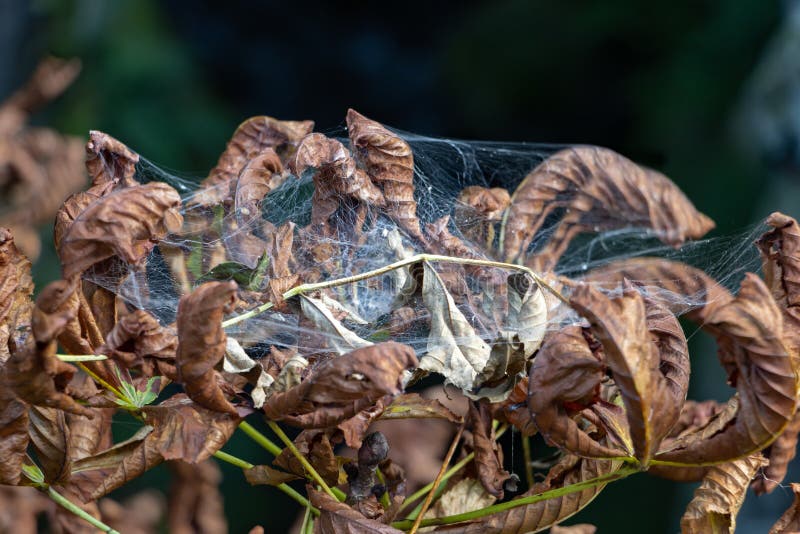 Spider Web on Dry Leaves on a Branch in the Sunlight Stock Photo ...