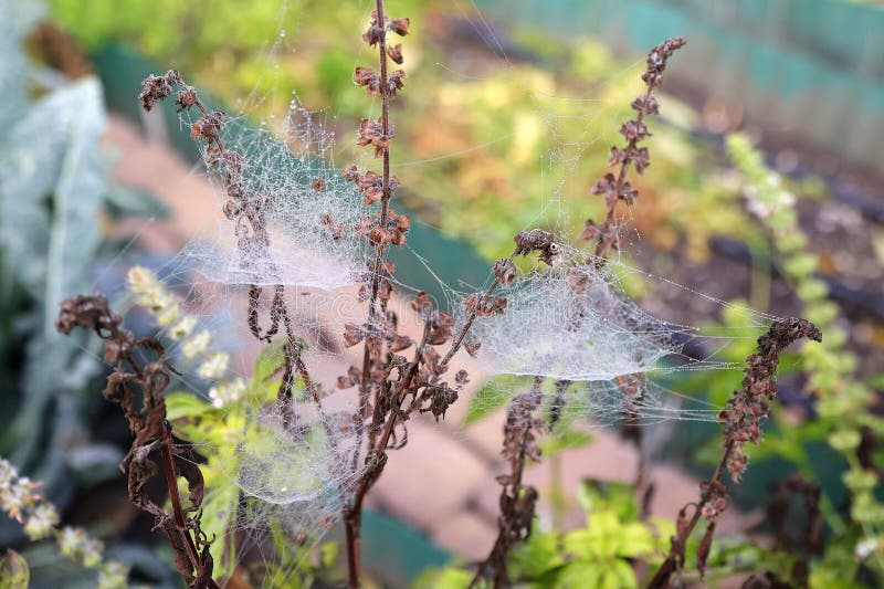 Spider Web between Dry Leaves. Spider Web Against Blurred Bokeh ...