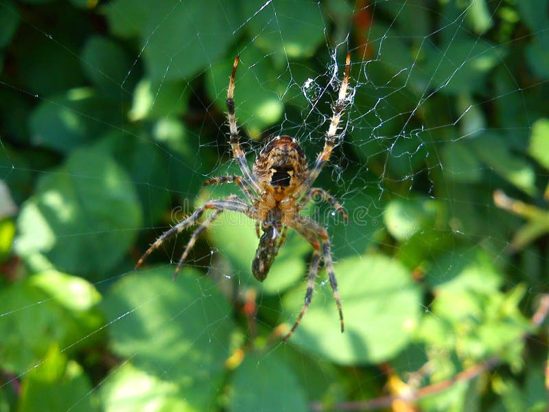 Spider in web eating stock photo. Image of spider, predator - 91276402
