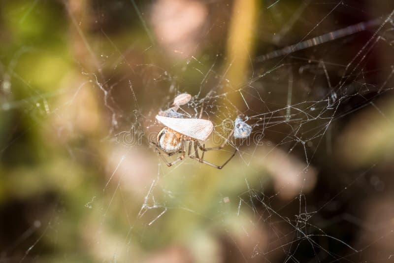 Spider in a Spider Web Eats a Trapped Spun Pupated Fly Caught in the ...