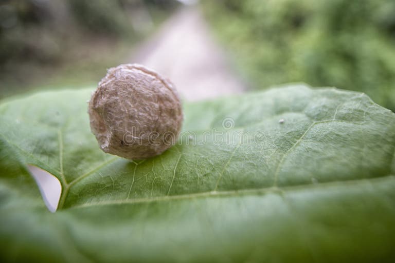 Spider Web Egg Sac on the Green Leaves. Stock Image - Image of ...
