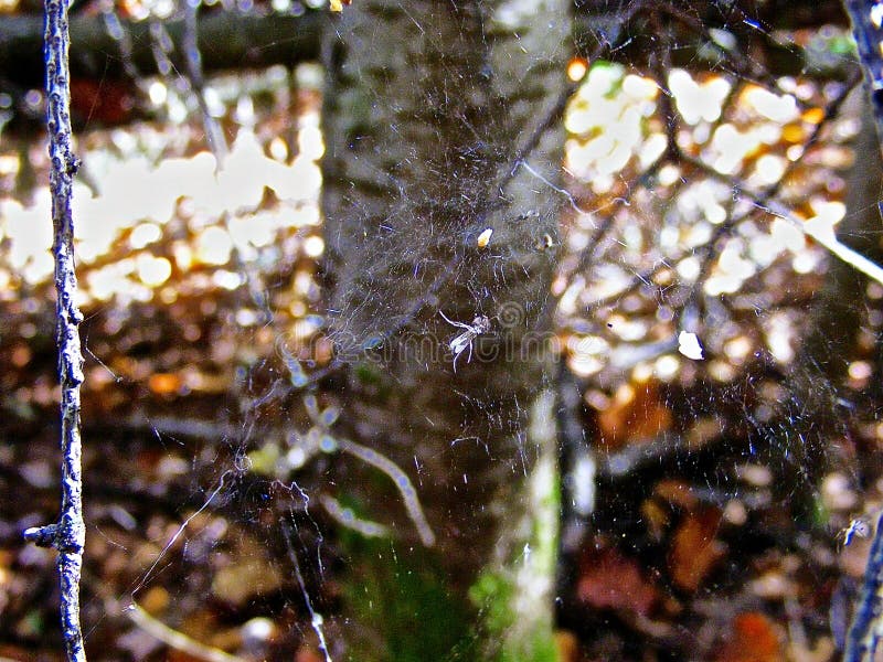 Spider Web in the Fall with Insect Stock Photo - Image of stuck, trap ...
