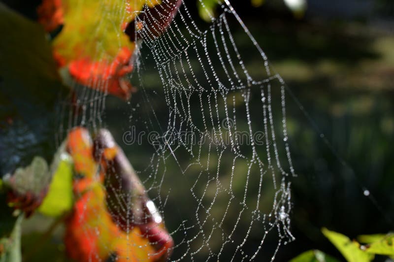 Spider web in the fall stock image. Image of green, nature - 159027071