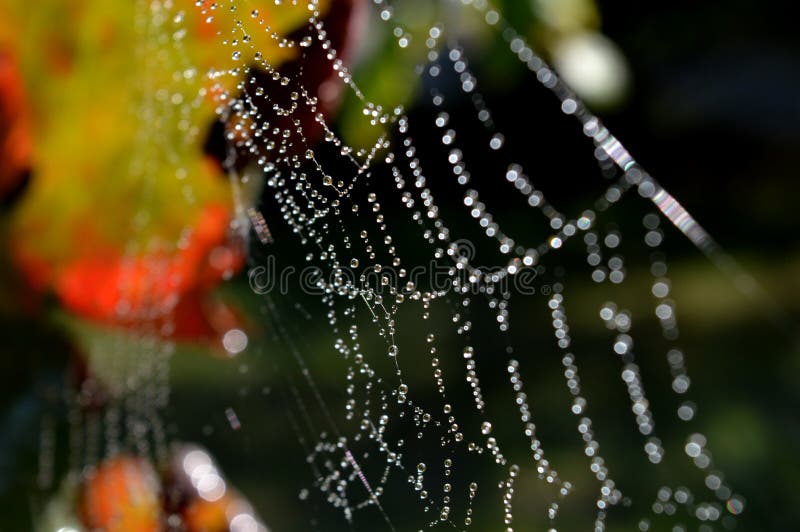 Spider web in the fall stock image. Image of drops, raindrop - 159027095