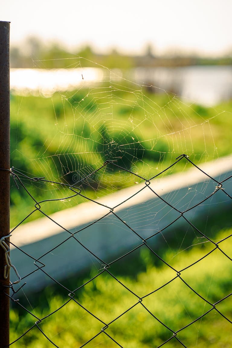 2,071 Spider Fence Images Stock Photos - Free & Royalty-Free Stock ...