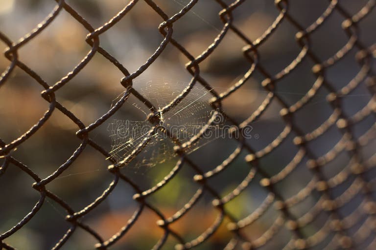 A Spider Web is on the Fence of a Fence Stock Photo - Image of habitat ...