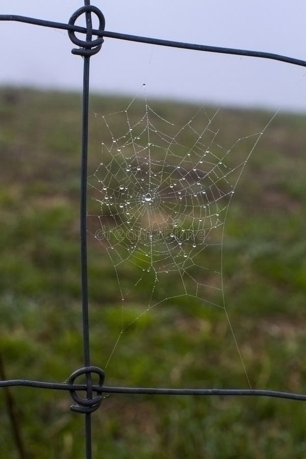 Spider Web on the Fence in the Cool Morning Stock Photo - Image of ...
