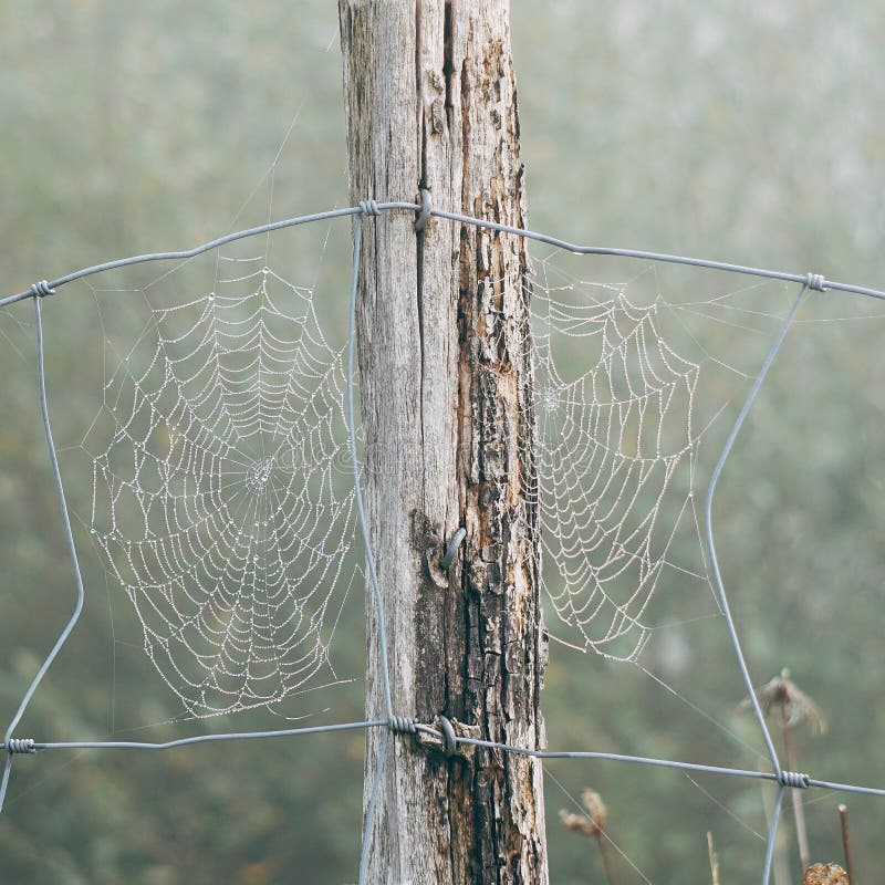 The Spider Web in the Fence Stock Photo - Image of spider, field: 131579984