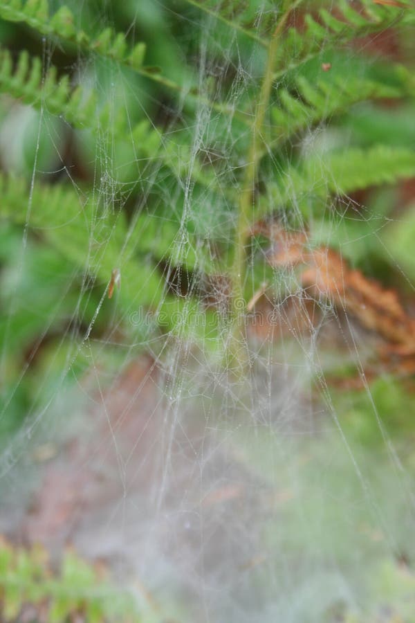 Spider Web on Fern stock photo. Image of woven, strong - 159056692