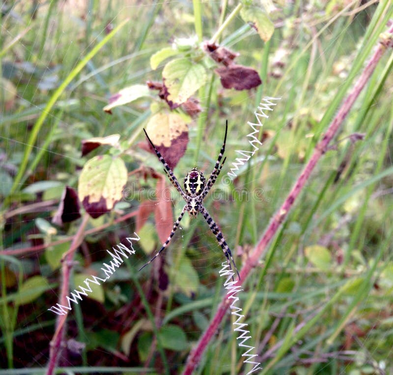 Spider stock image. Image of finest, spider, silk, threads - 48455675