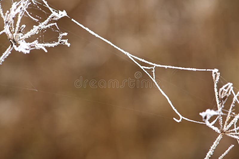 Spider Web with First Frost Stock Image - Image of vibrant, motion ...
