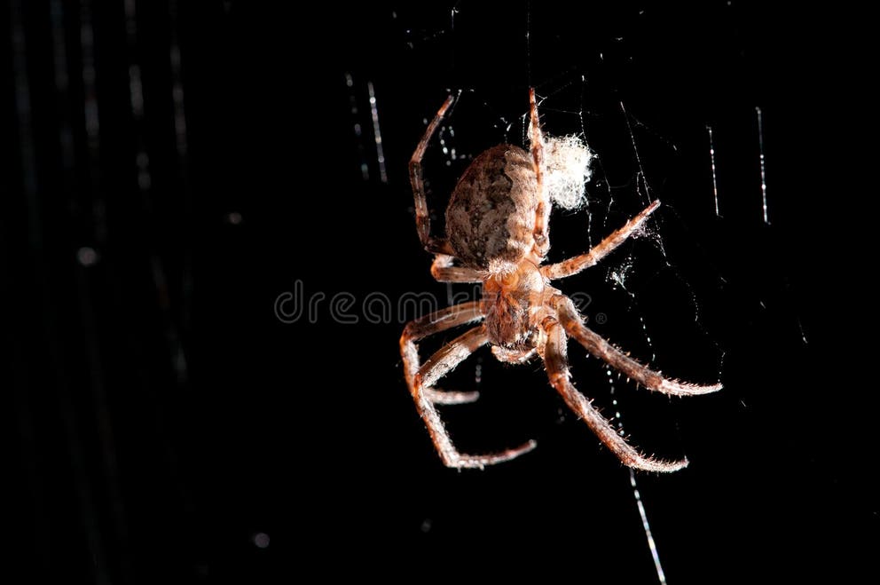 Spider on web stock photo. Image of poison, detail, zoology - 41637610