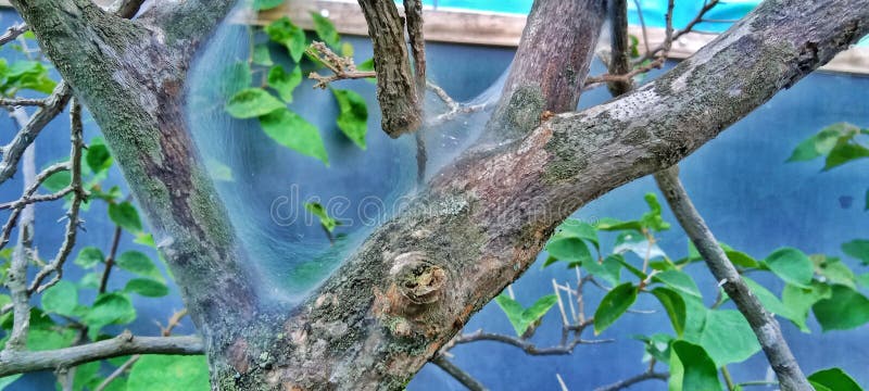 Spider web on flower tree stock photo. Image of trunk - 290712498
